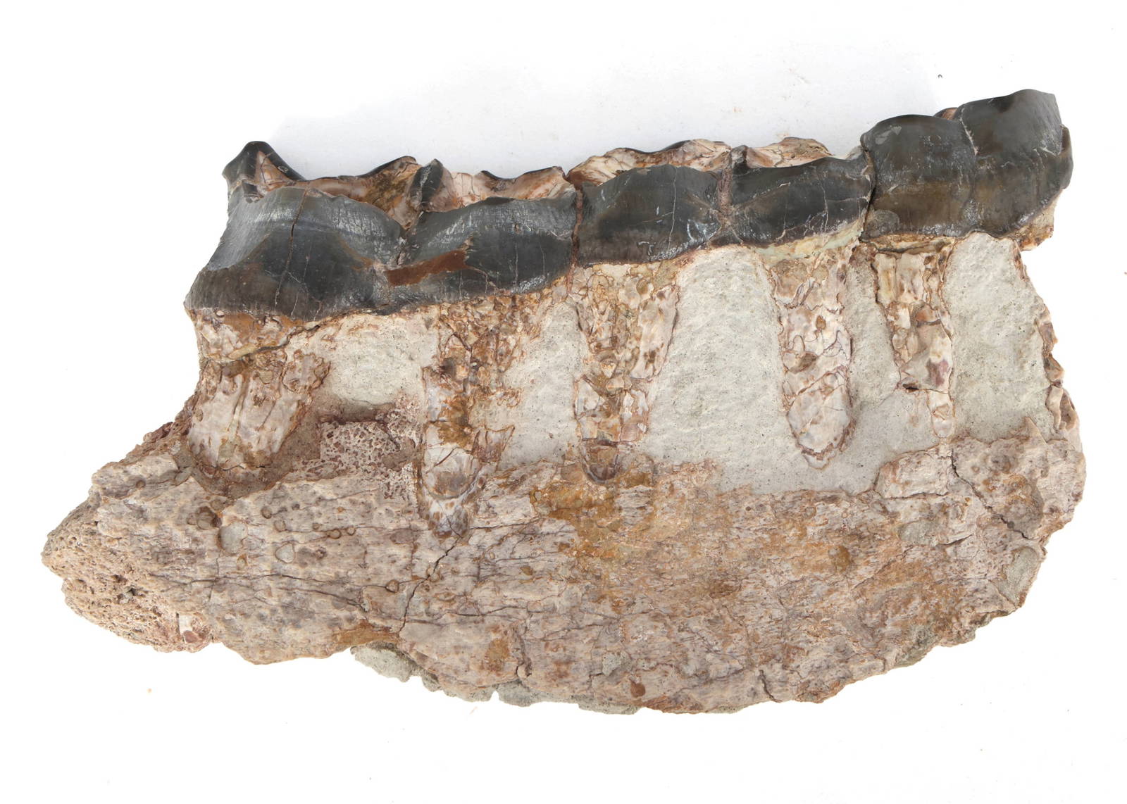 Brontotherium Fossil Specimen Auction