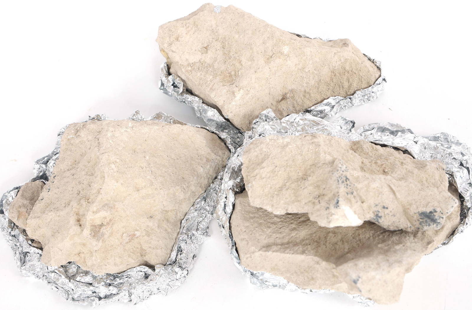 Oreodont Fossil Specimens Auction