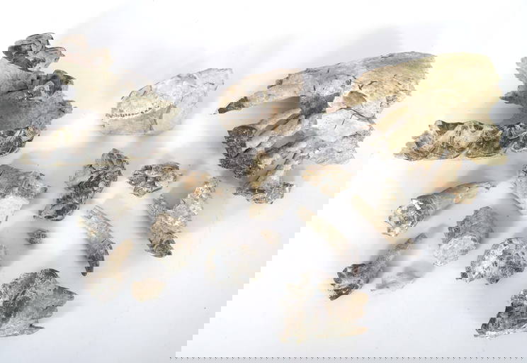 Titanothere Fossil Specimens