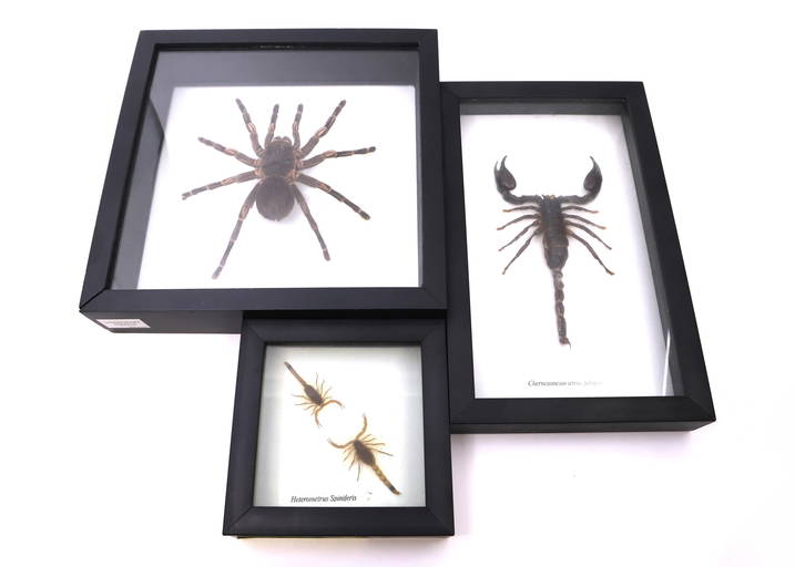 Preserved Arachnid Specimens