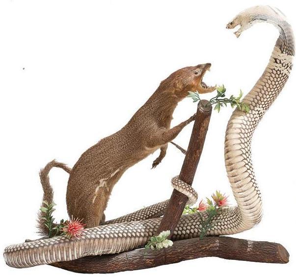 Vintage Mongoose and Cobra Taxidermy - Jul 04, 2020 | Vogt Auction ...
