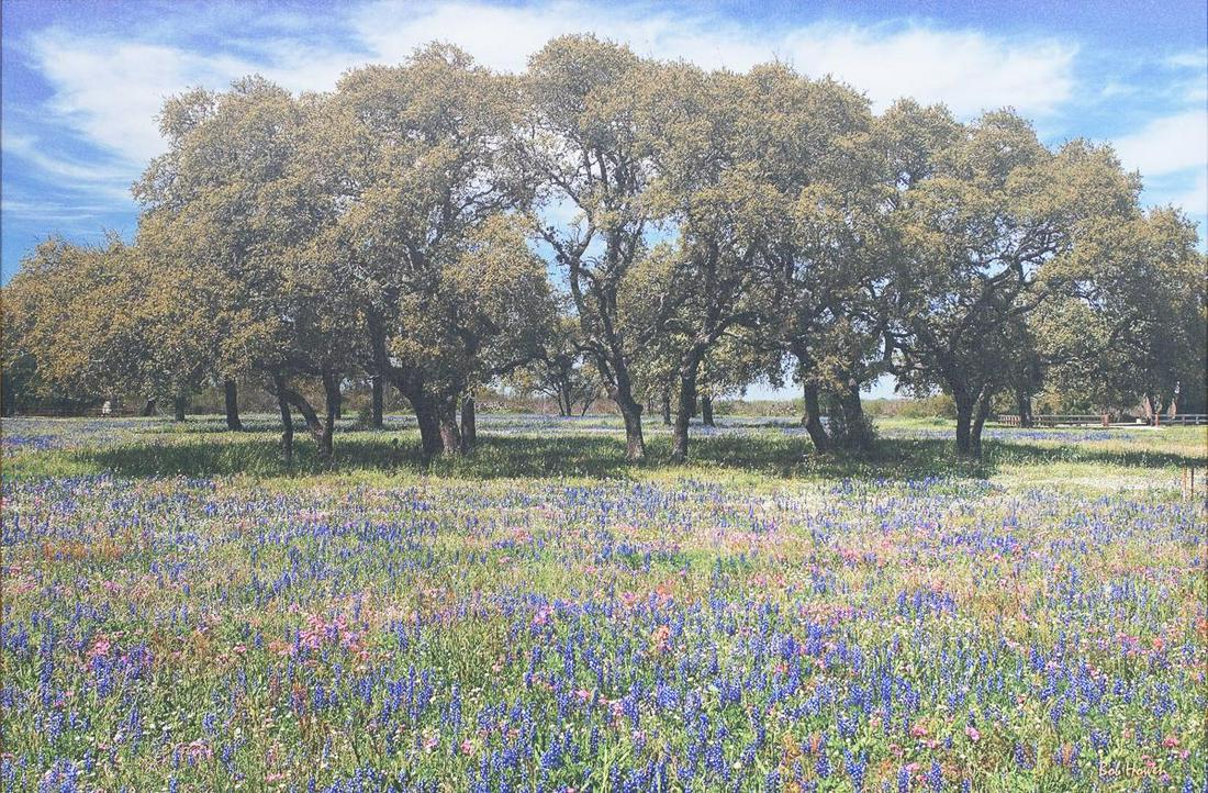 Bob Howen (20 21st C.), Heritage Tree