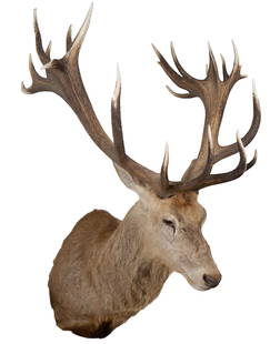 Large Red Stag Taxidermy Mount
