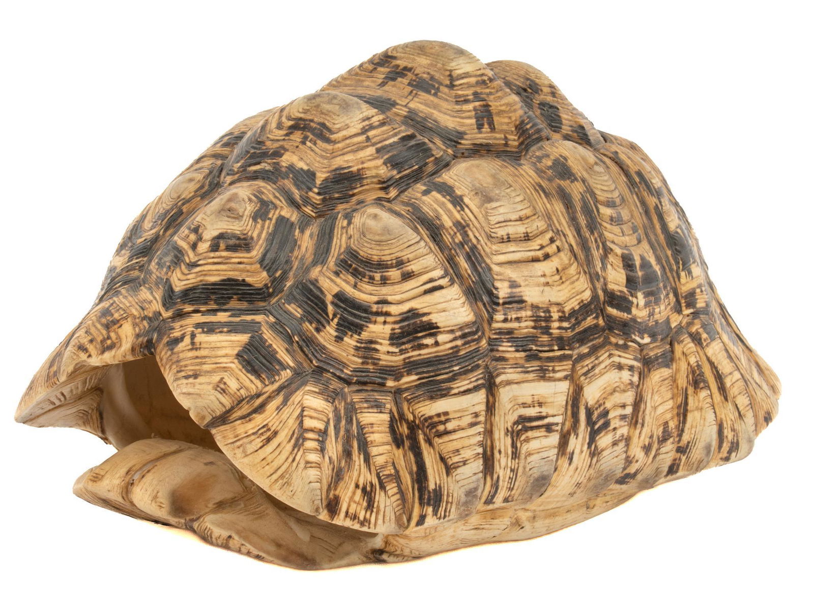 Leopard Tortoise Shell