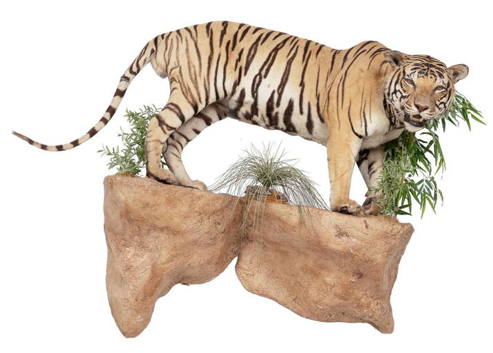 Tiger Full Body Mount