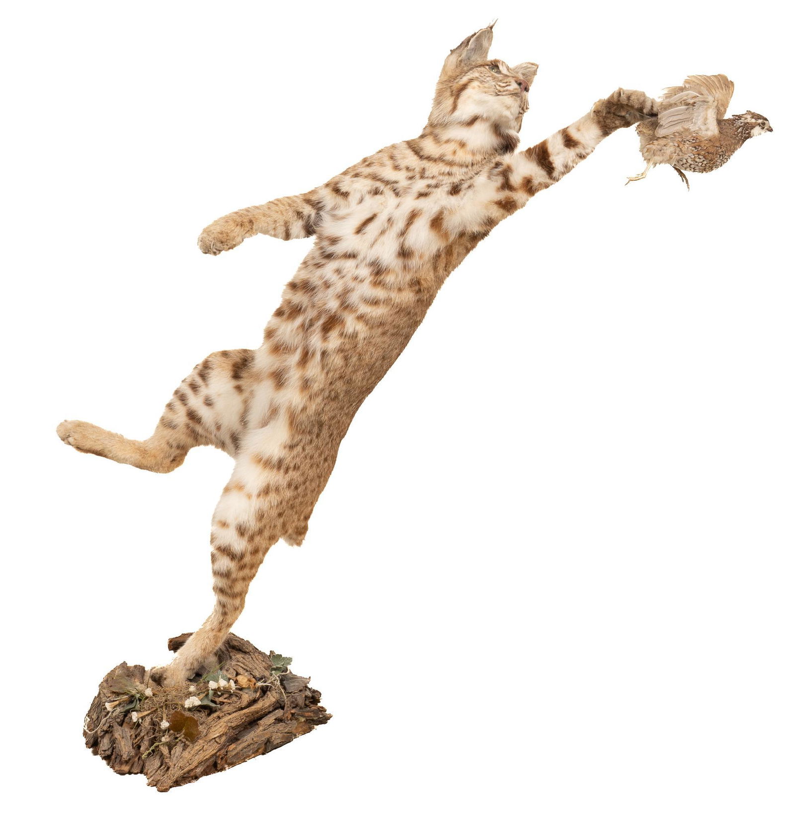 Bobcat Full Body Mount Auction