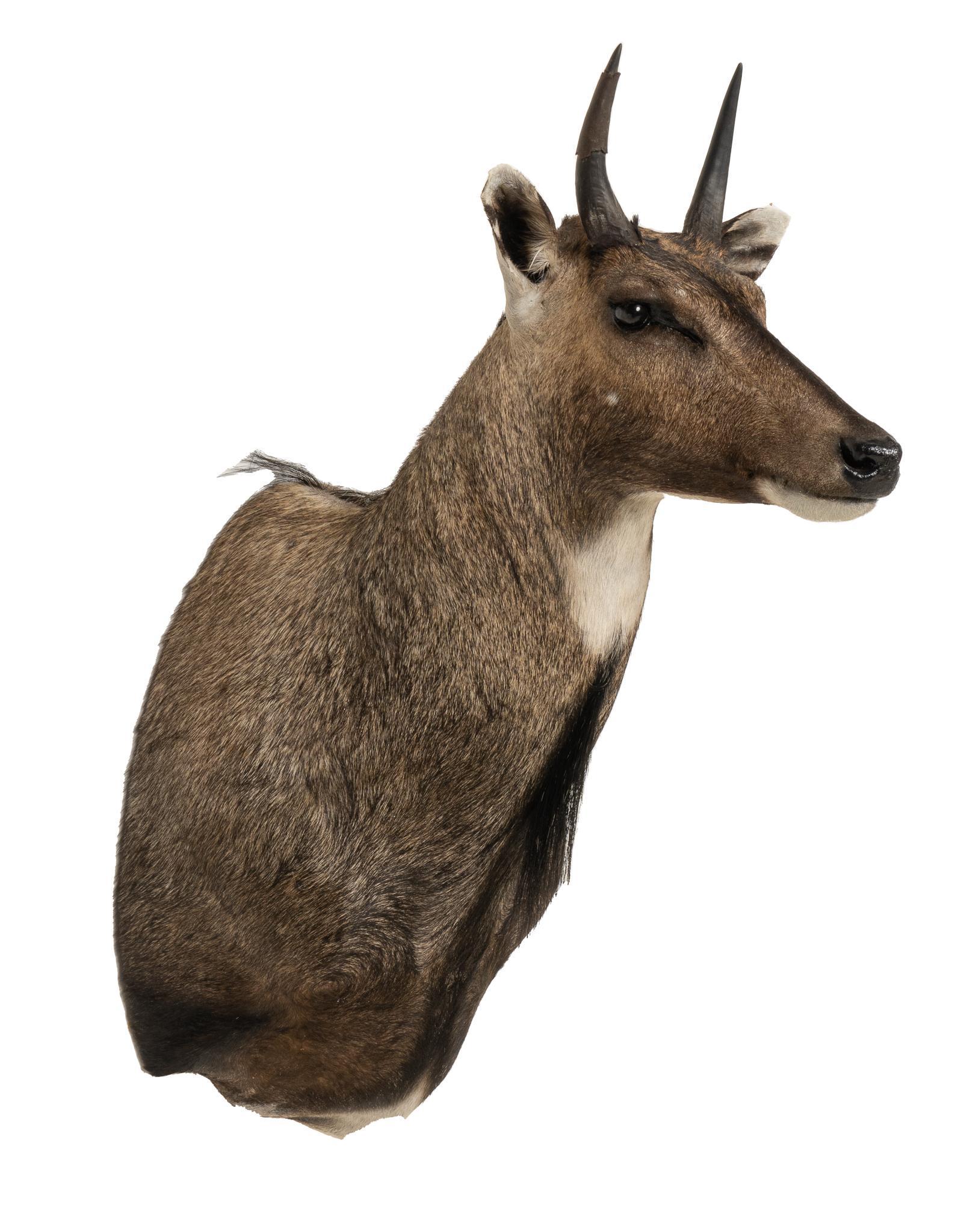 Nilgai Shoulder Mount Auction