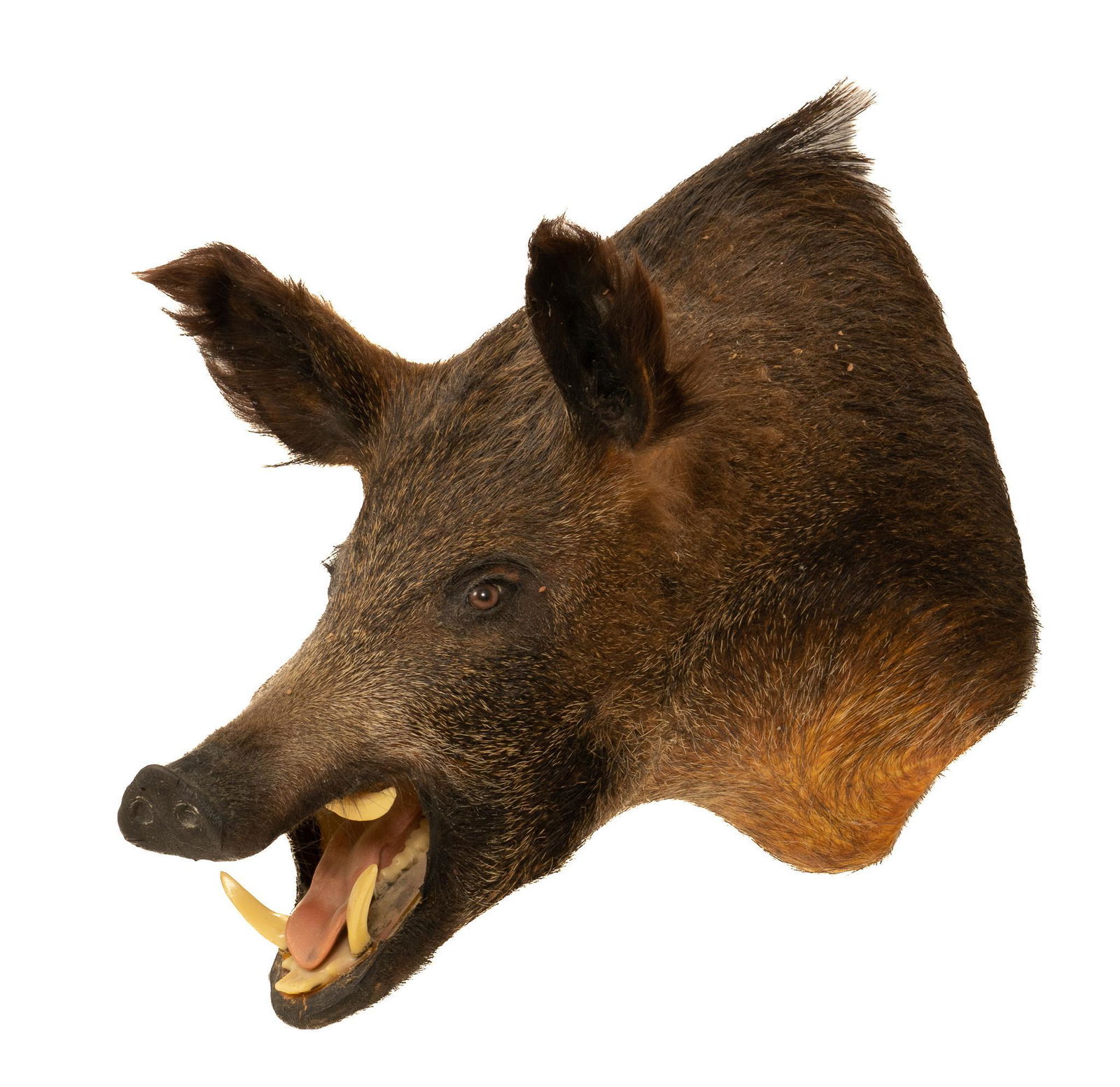 Wild Boar Wall Display Mount