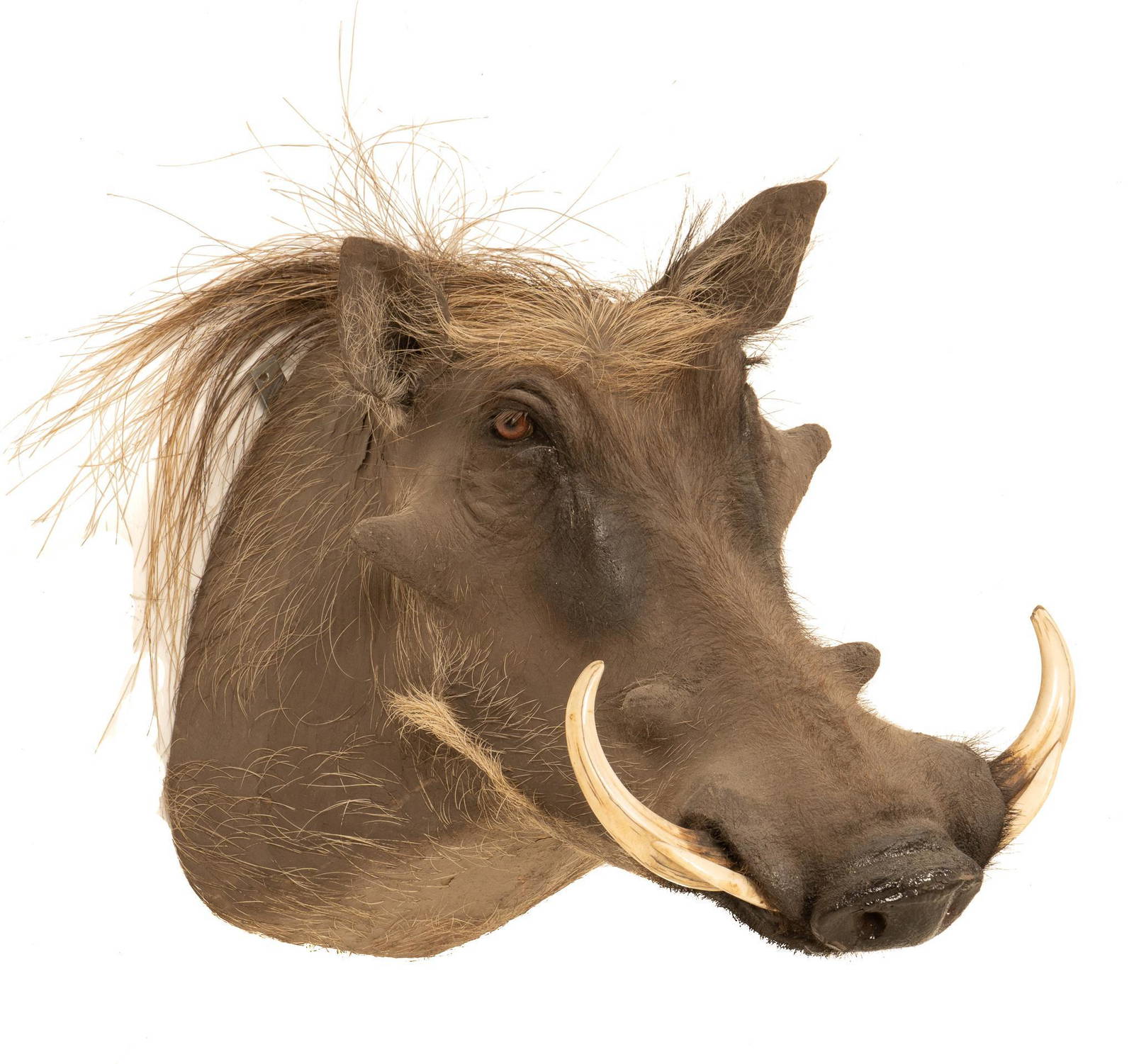 Warthog Head Mount Auction