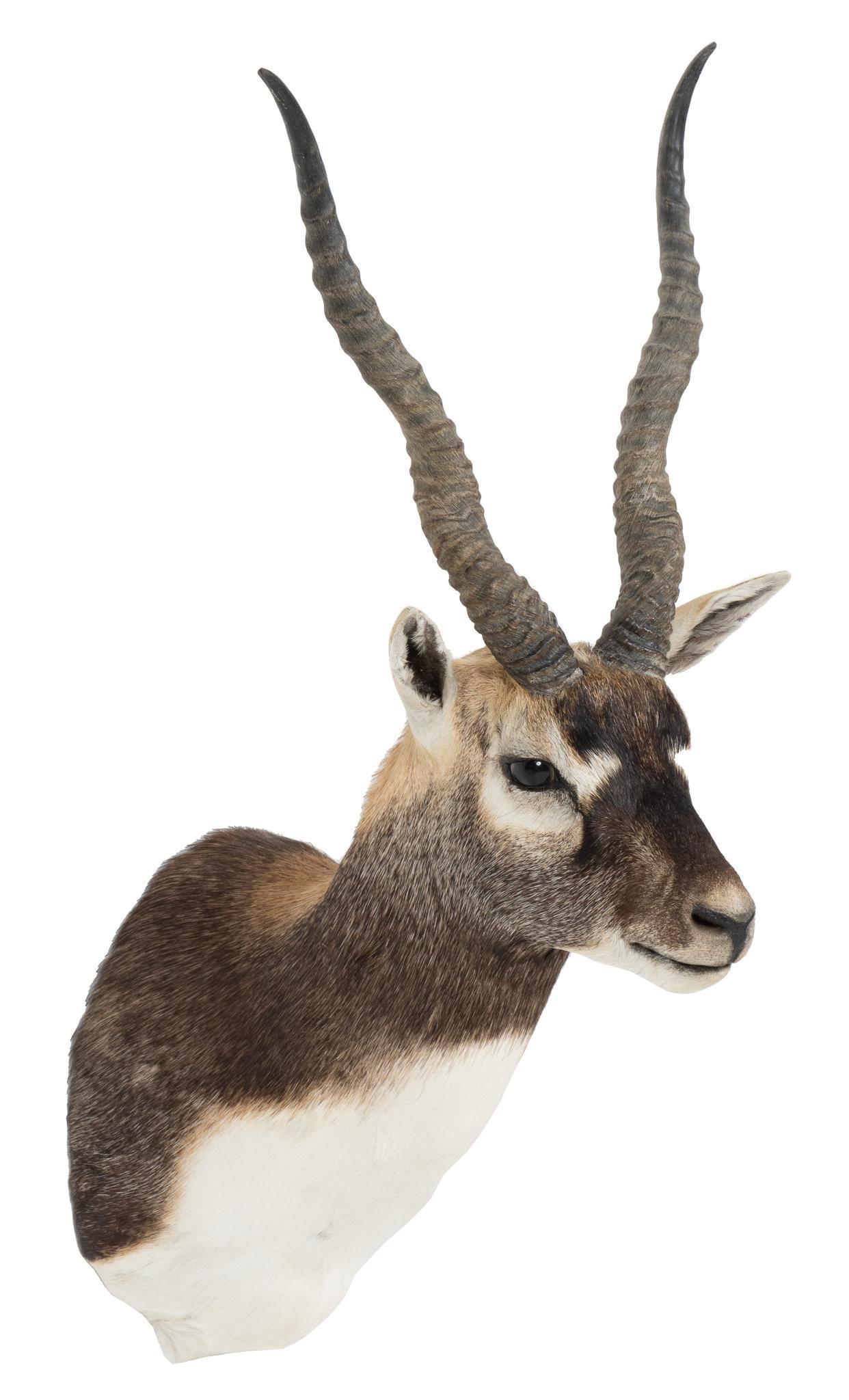 Blackbuck Antelope Shoulder Mount