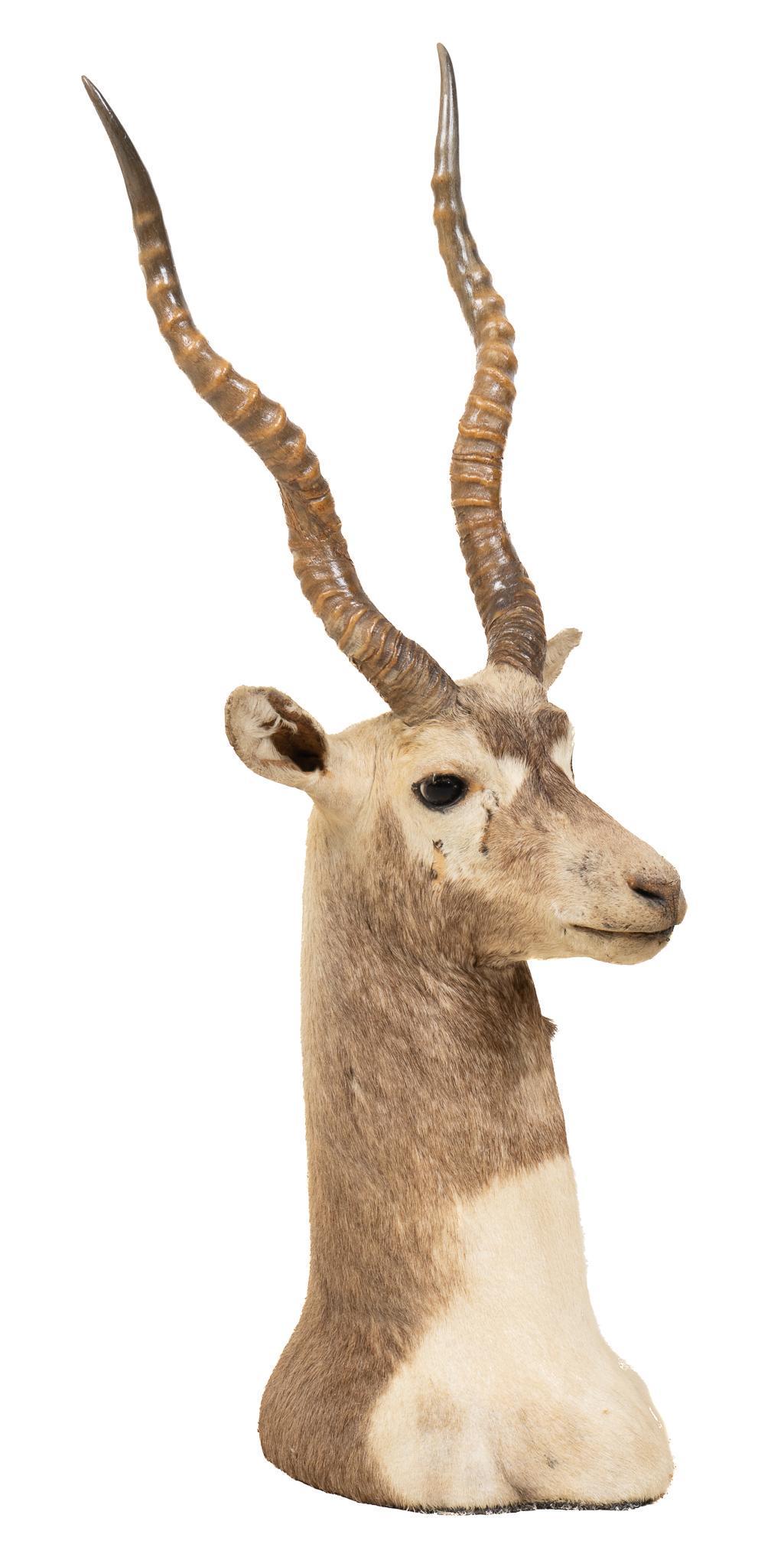 (2) Blackbuck Antelope Shoulder Mounts