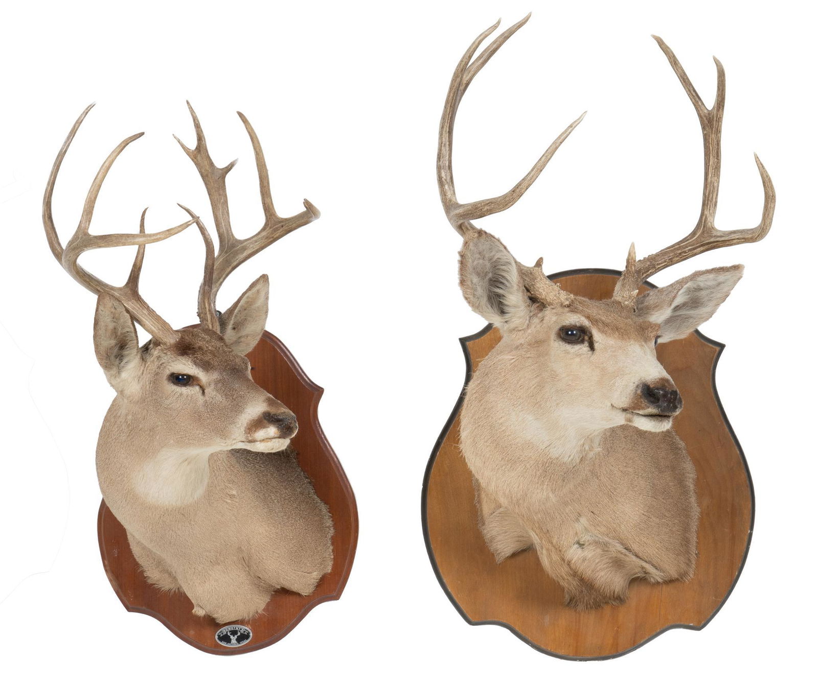 Mule Deer And Whitetail Deer Wall Mount Displays Auction