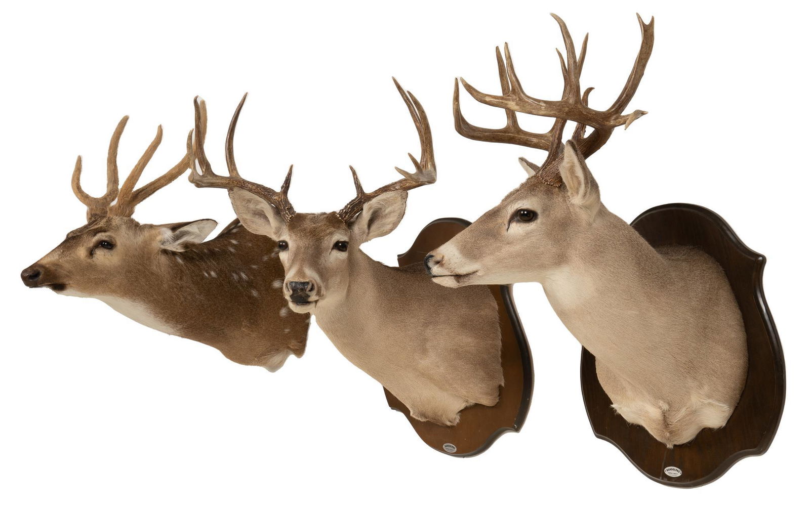 (3) Deer Shoulder Mounts