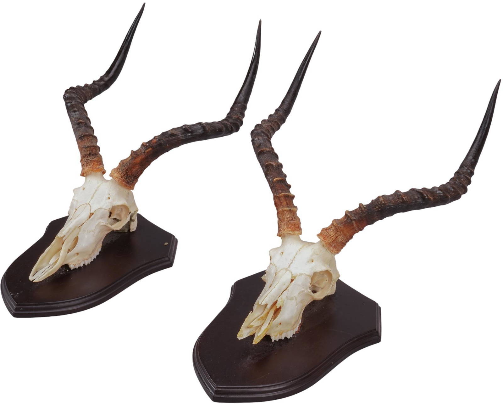 Pair Of Impala Skull Mounts Auction