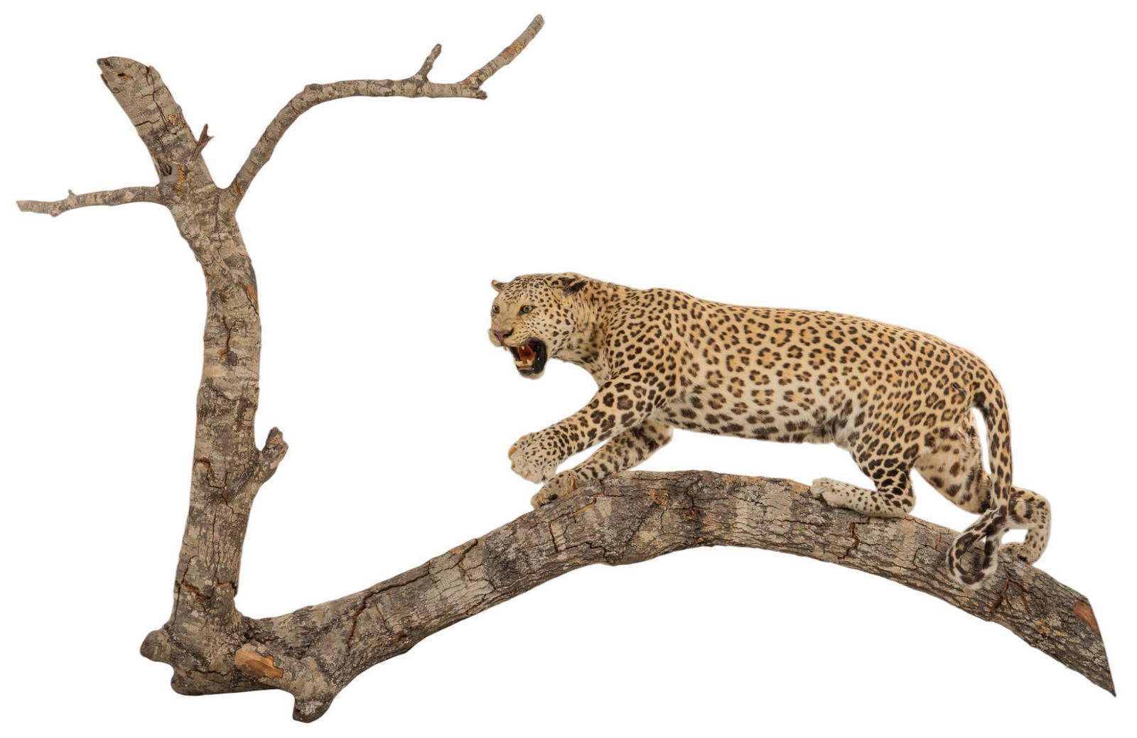 Full Body Leopard Auction