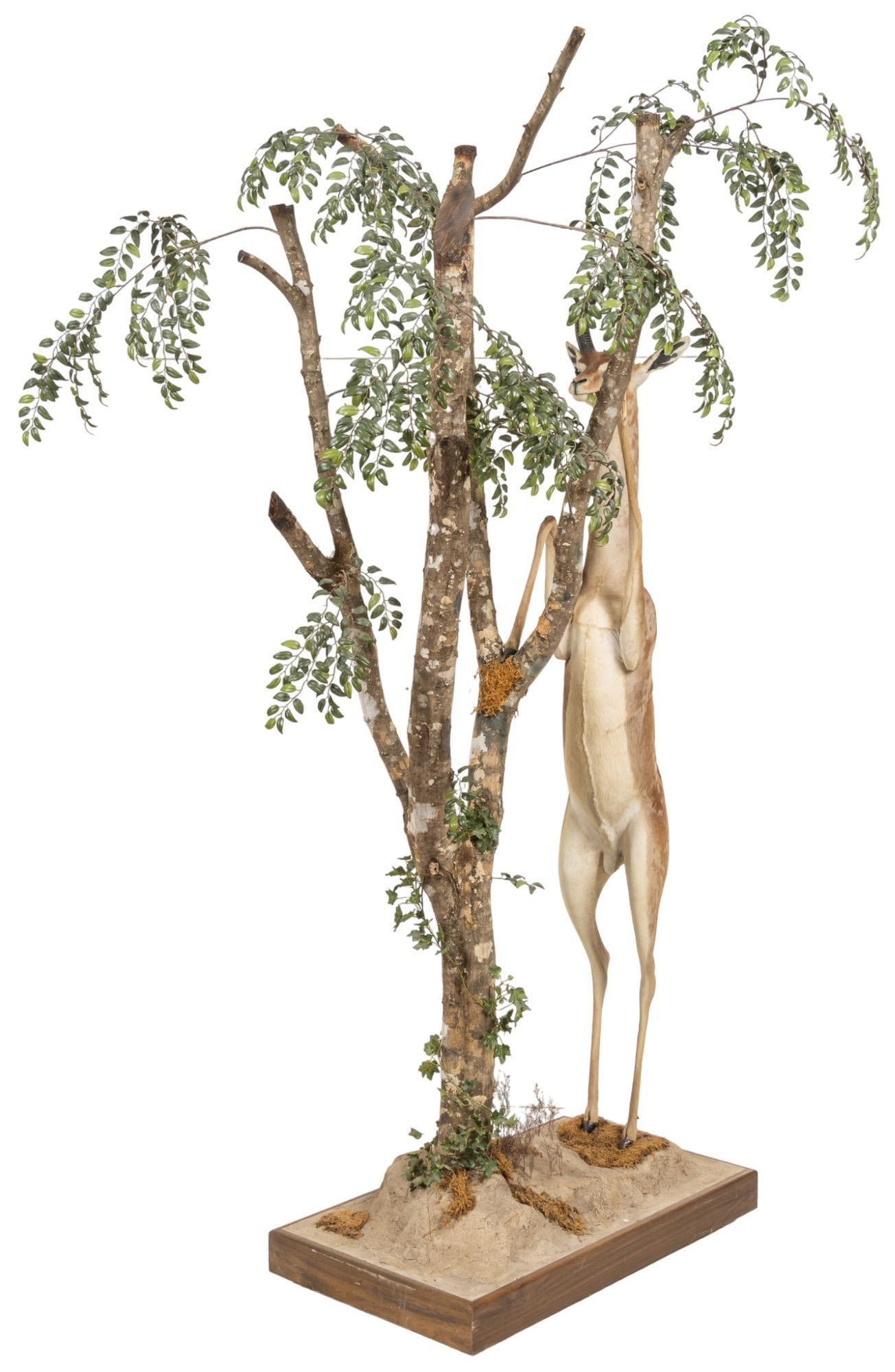 Full Body Dibatag Taxidermy Display