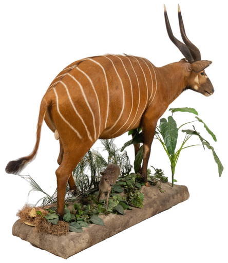 Bongo Full Body Mount