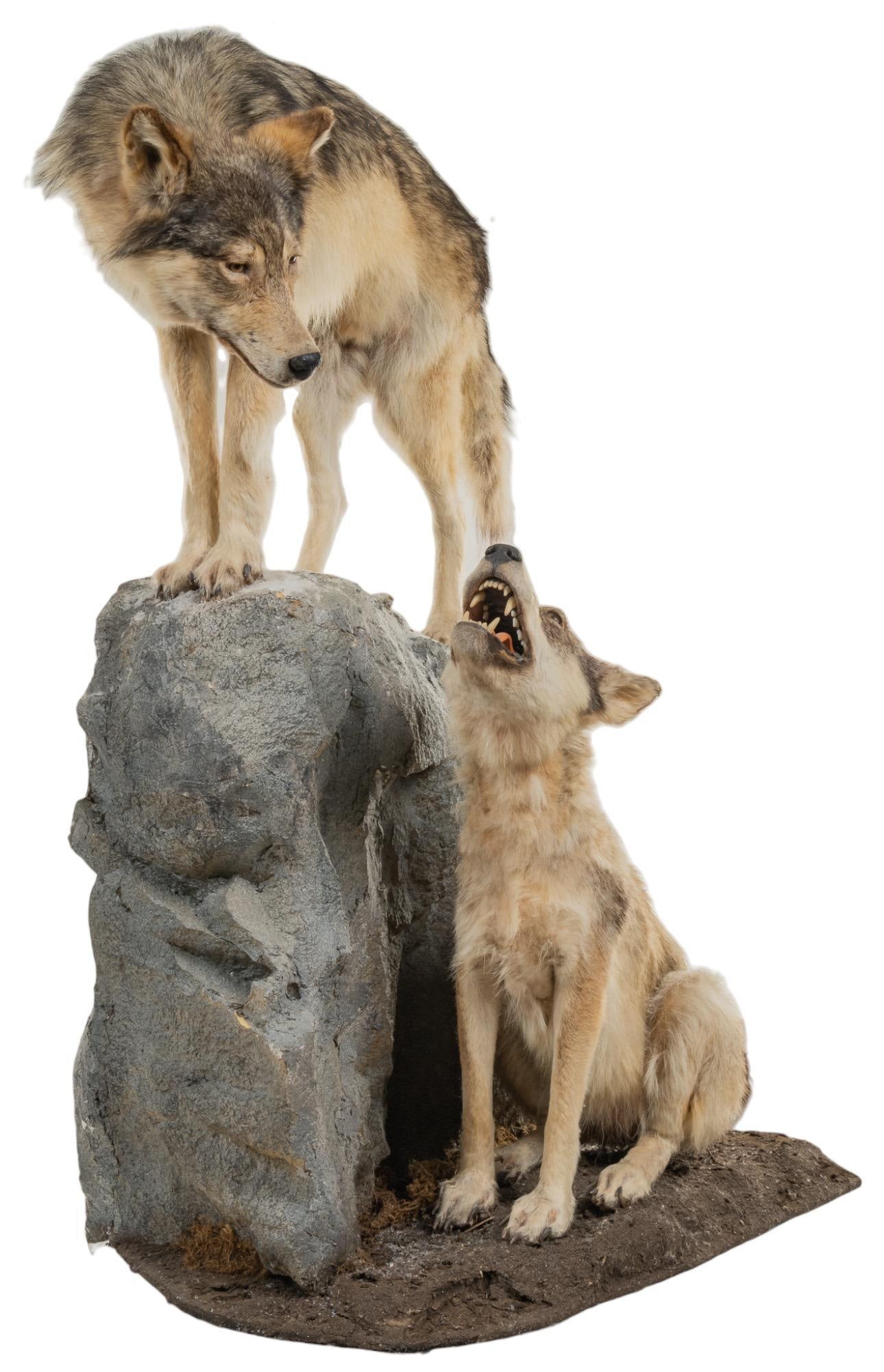 Full Body Vancouver Coastal Sea Wolf Display Auction