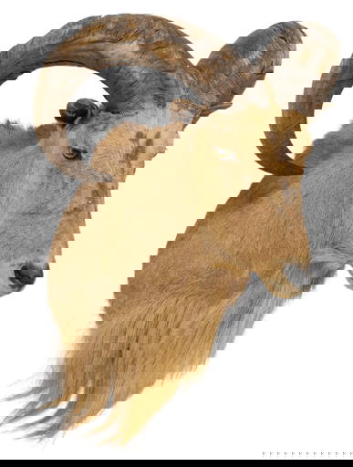 Barbary Sheep Shoulder Mount Taxidermy