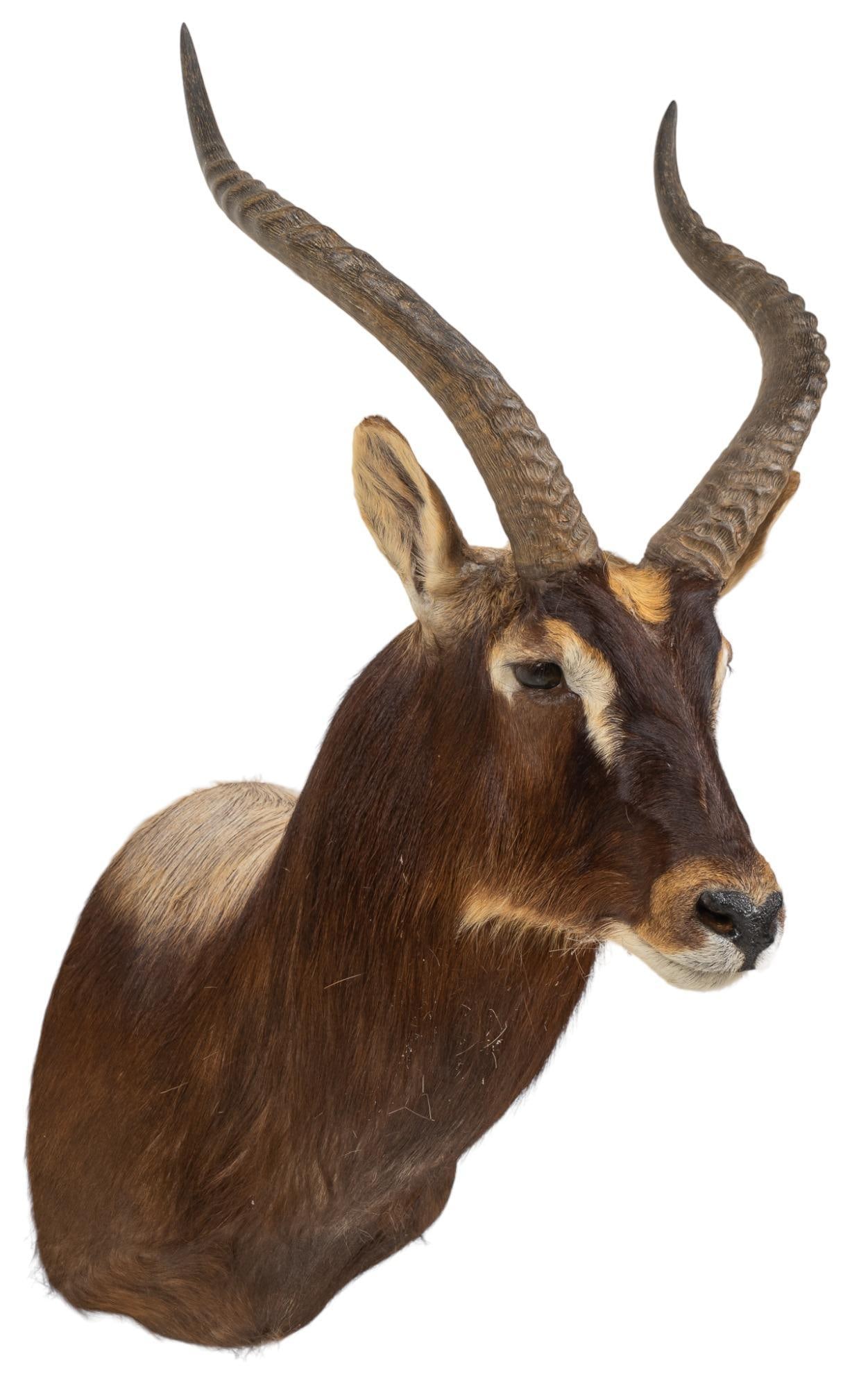 Nile Lechwe Shoulder Mount Taxidermy