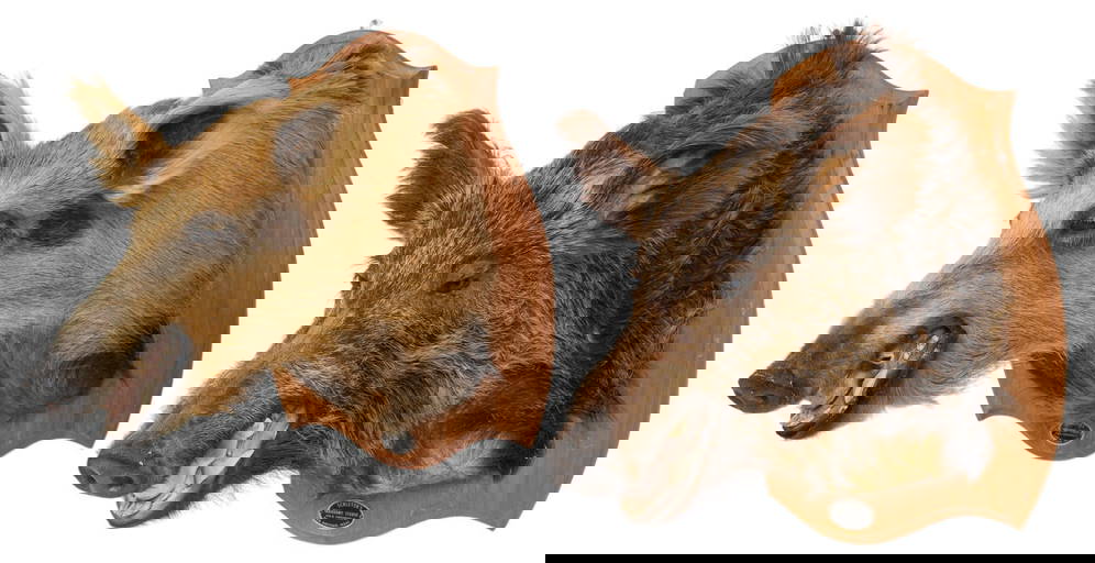 (2) Boars Head Mount Taxidermy