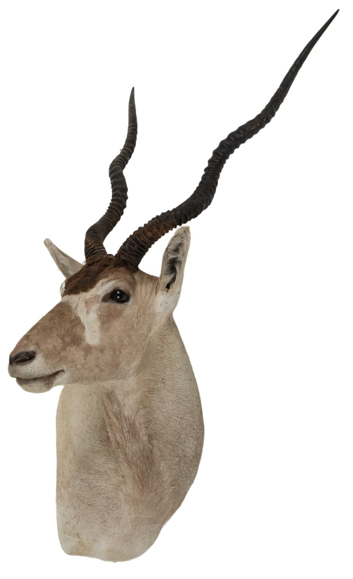 African Addax Antelope Shoulder Mount Taxidermy Auction