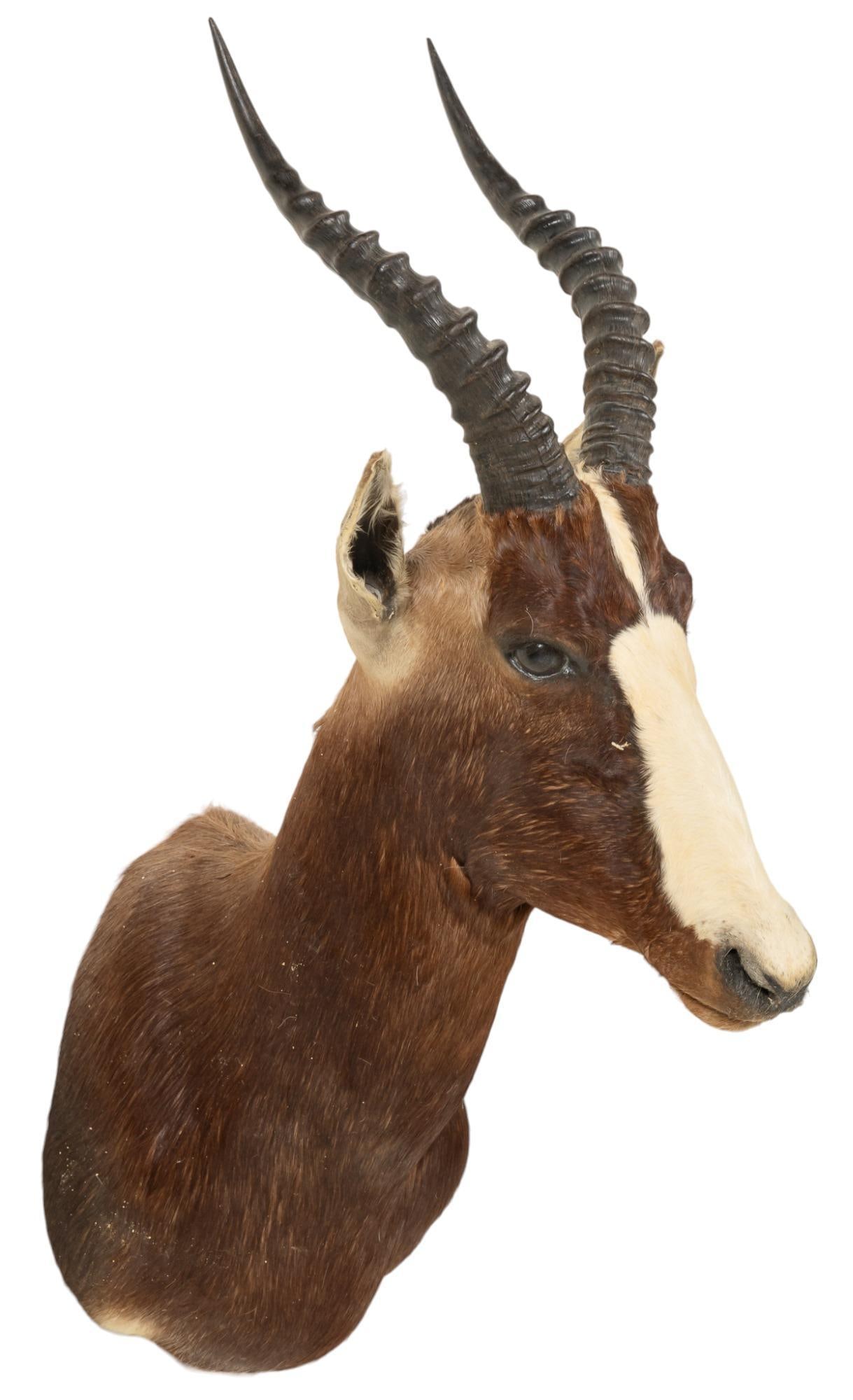 Blesbok Shoulder Mount Taxidermy Auction
