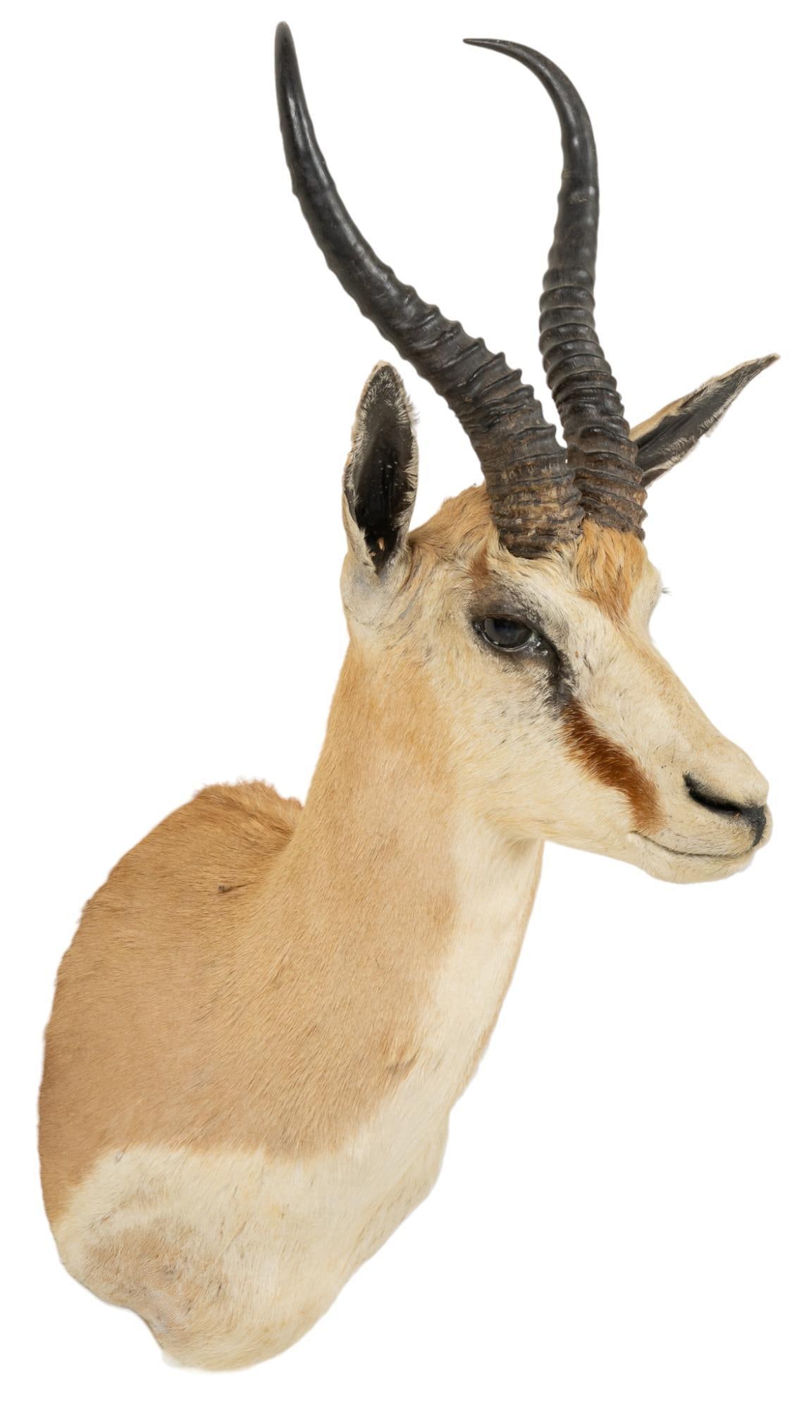 Springbok Antelope Shoulder Mount Taxidermy Auction