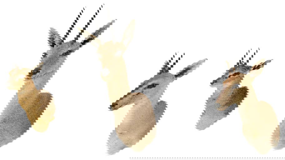 (3) African Steenbok And Vaal Rhebok Deer Shoulder Mount Taxidermy