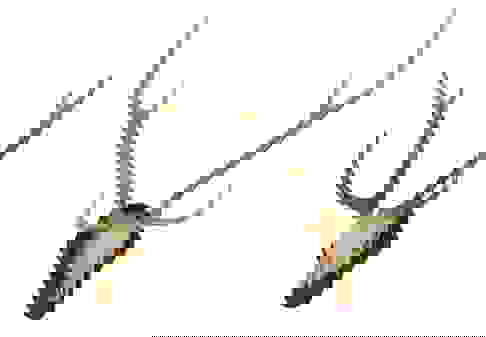 (2) Axis Deer Skull Mounts Auction