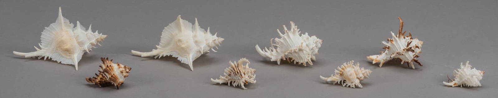(8) Assorted Murex Shells Auction