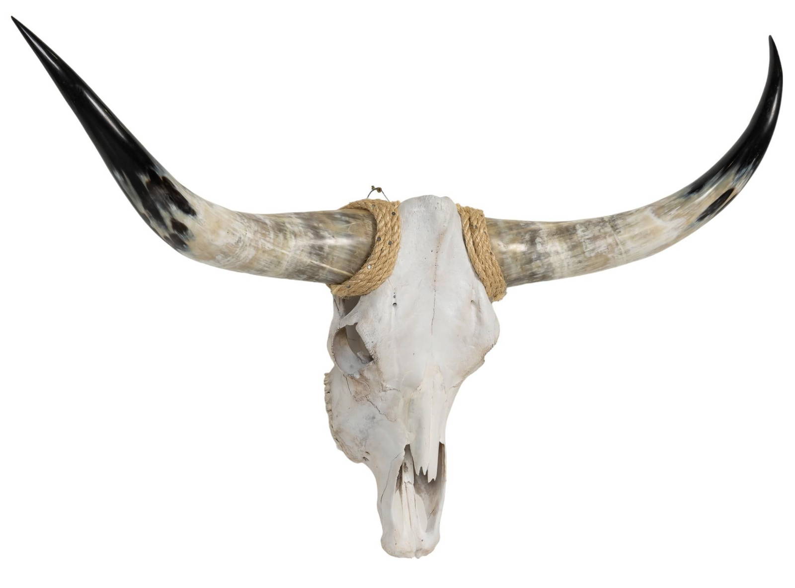 Longhorn Skull Mount Display Auction