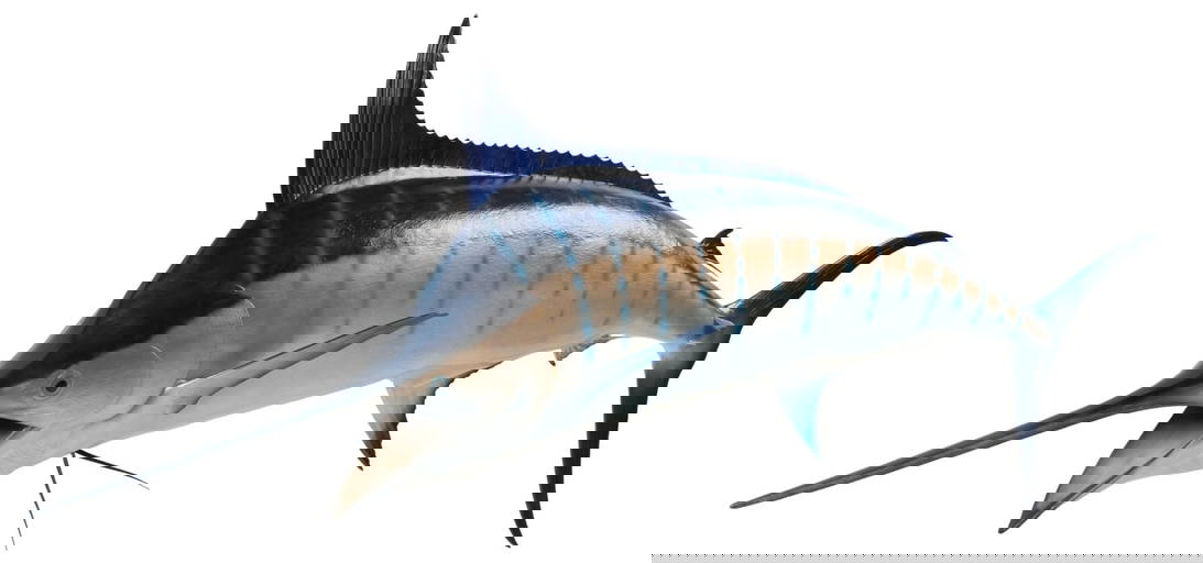 Blue Marlin Full Body Taxidermy