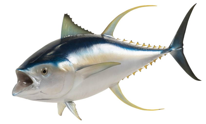 Yellowfin Tuna Full Body Taxidermy