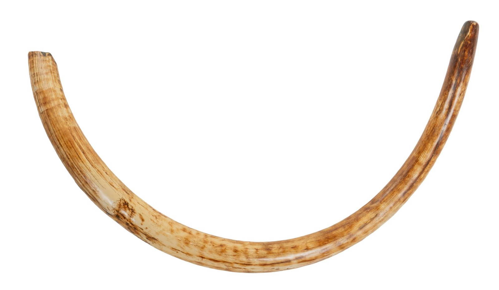 Large Fossilized Mammoth Tusk Auction