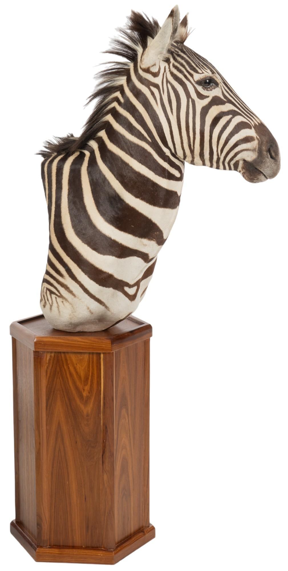 Zebra Shoulder Mount Taxidermy On Pedestal Auction