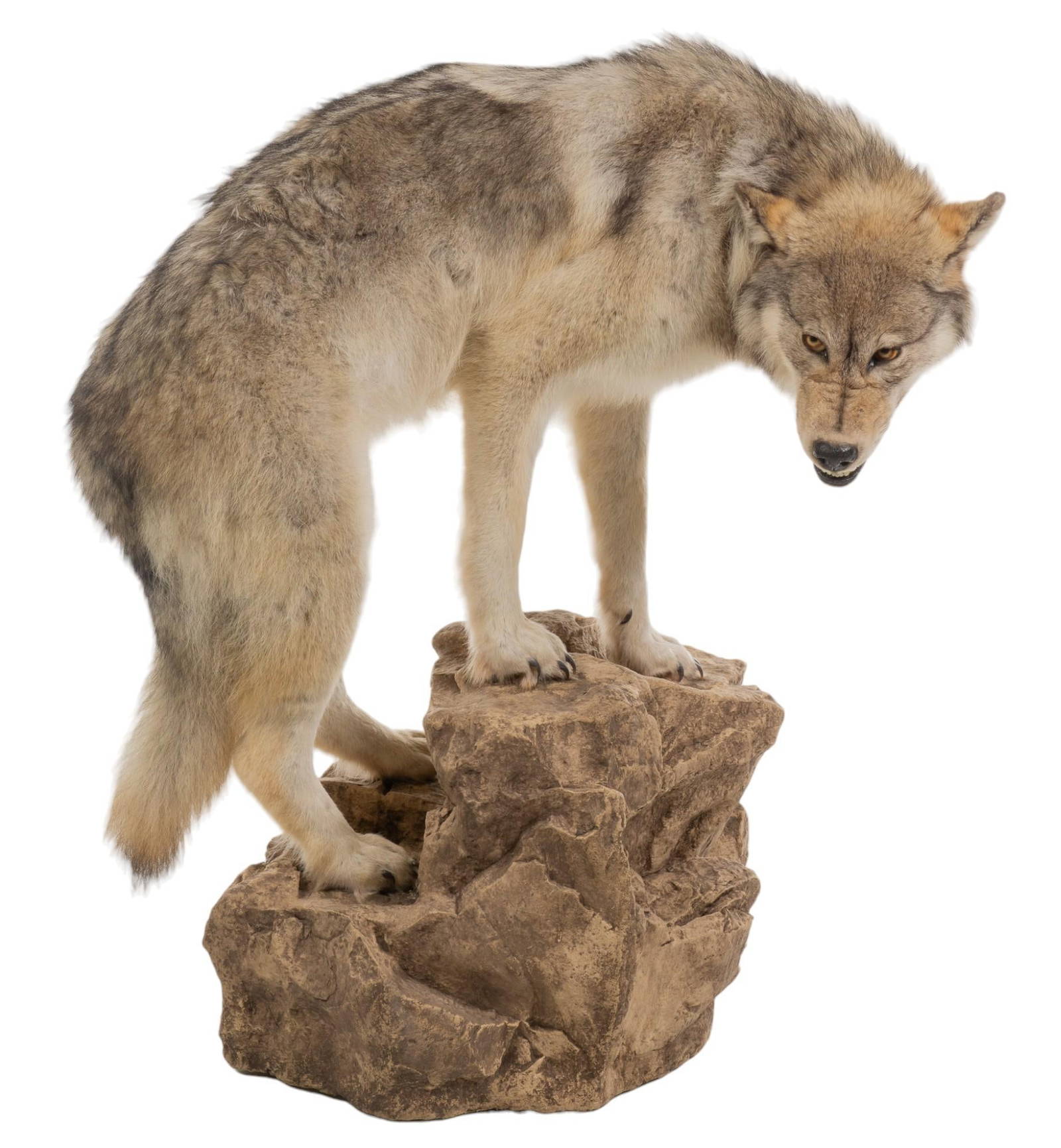 Full Body Grey Wolf Taxidermy Auction