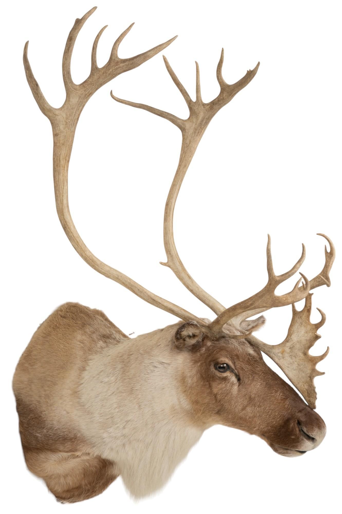 Caribou Shoulder Mount Taxidermy Auction
