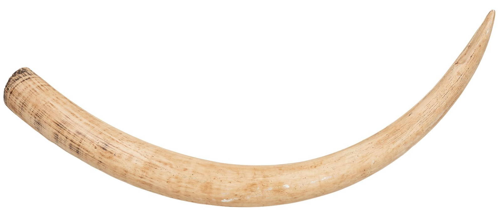 Monumental Animal Tusk Auction