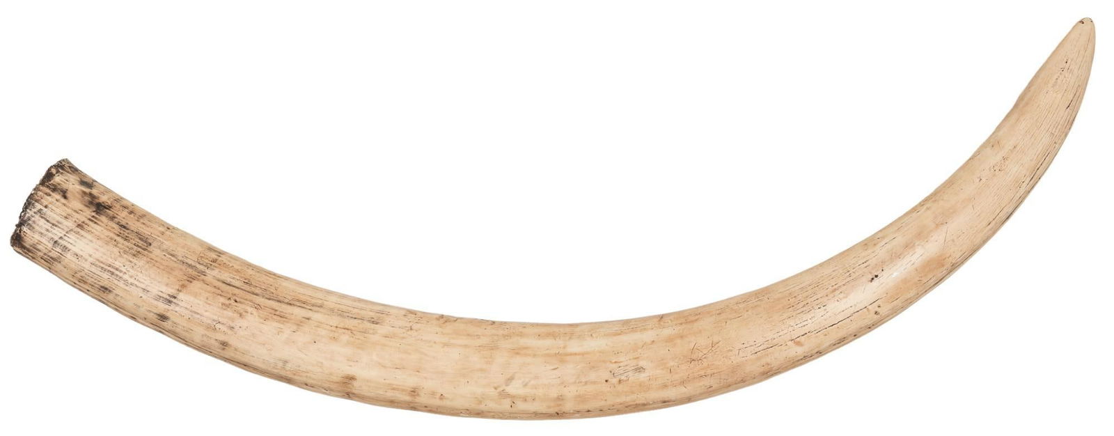 Monumental Faux Animal Tusk Auction