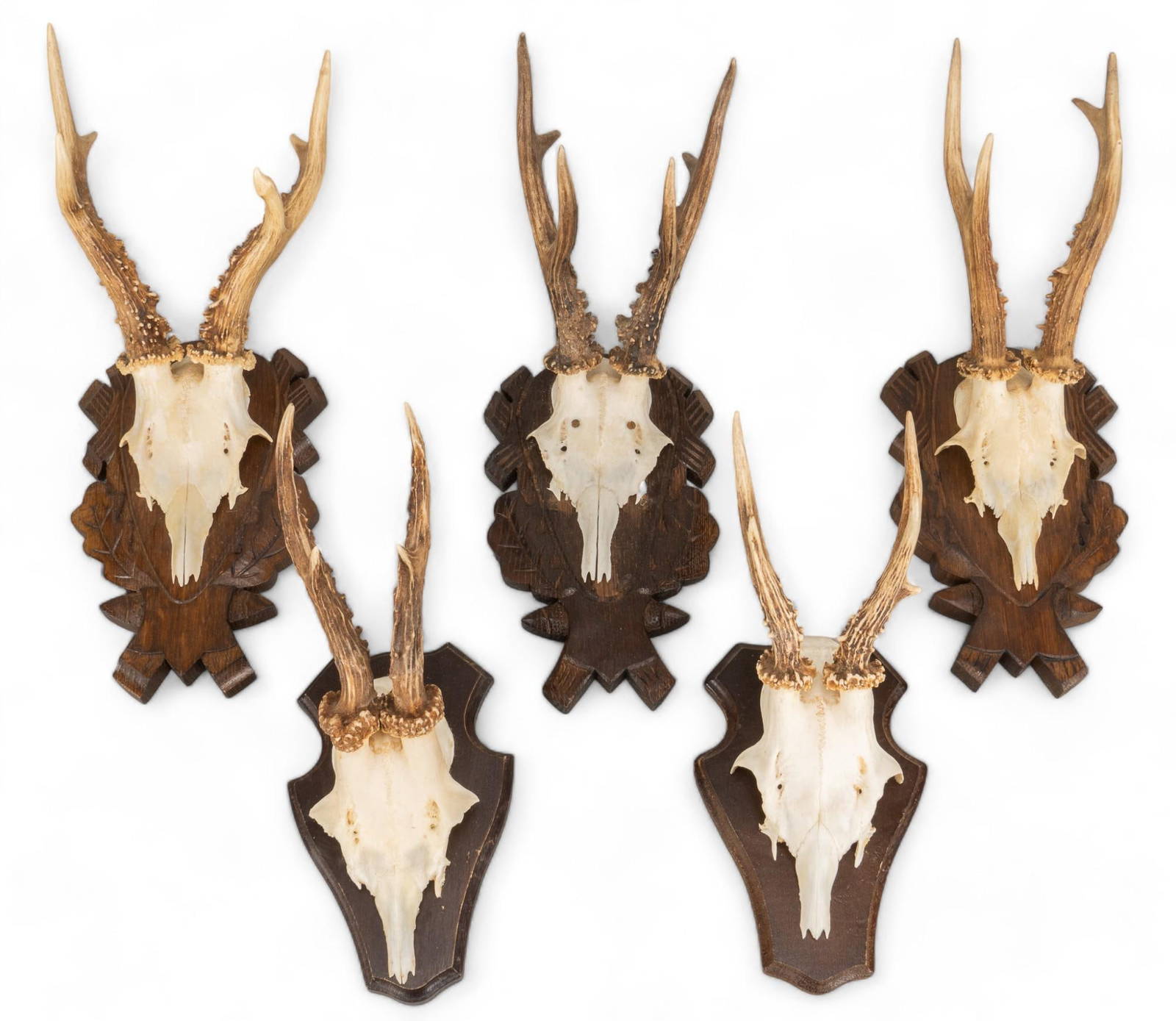 (5) Roe Deer Skull Mounts Auction