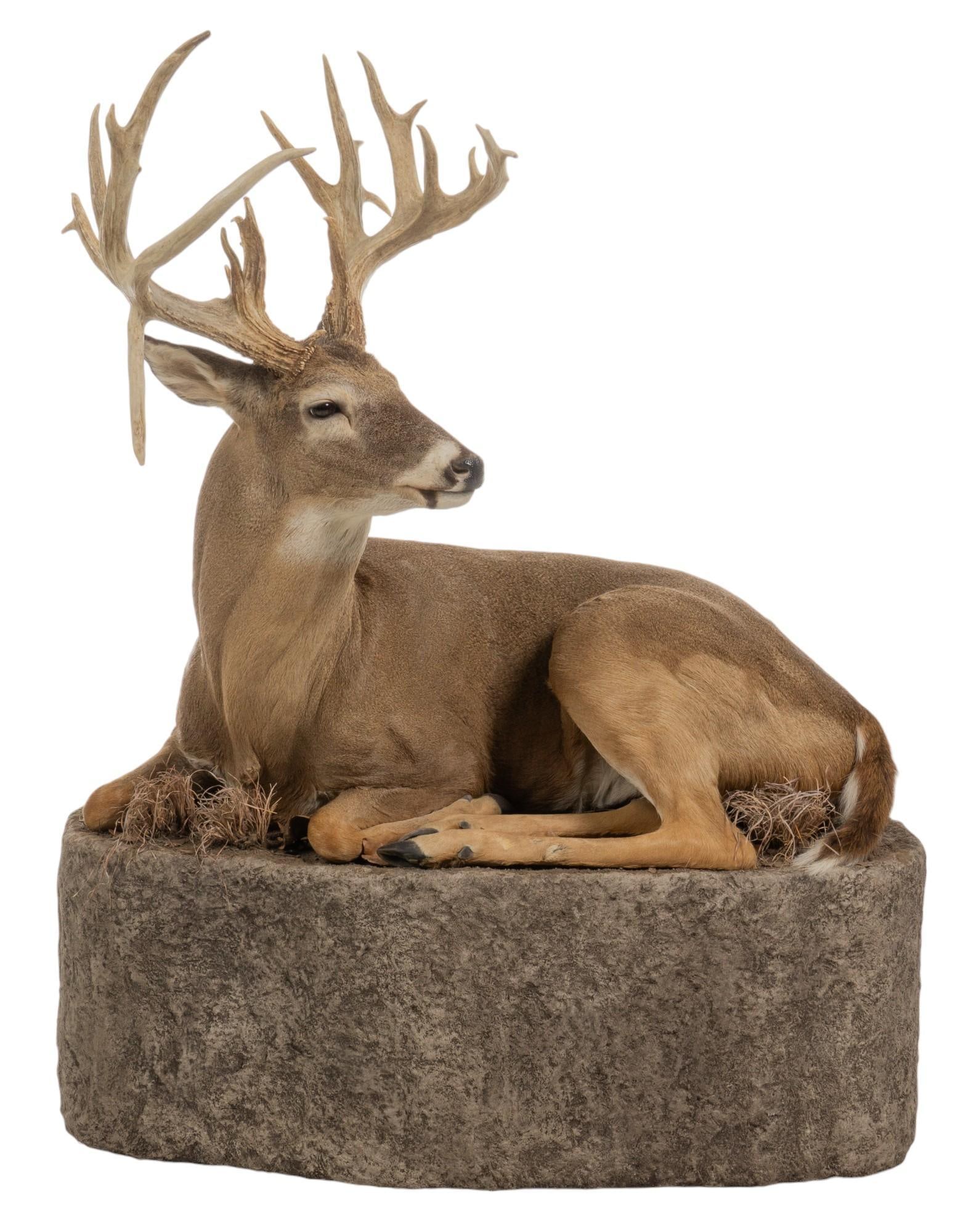 Seated Full Body Whitetail Deer Taxidermy Auction