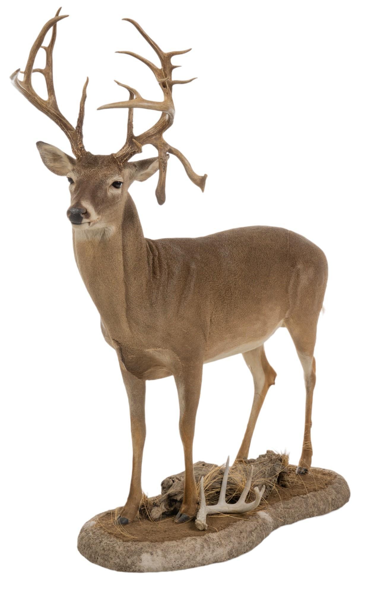 Full Body Whitetail Deer Taxidermy Auction