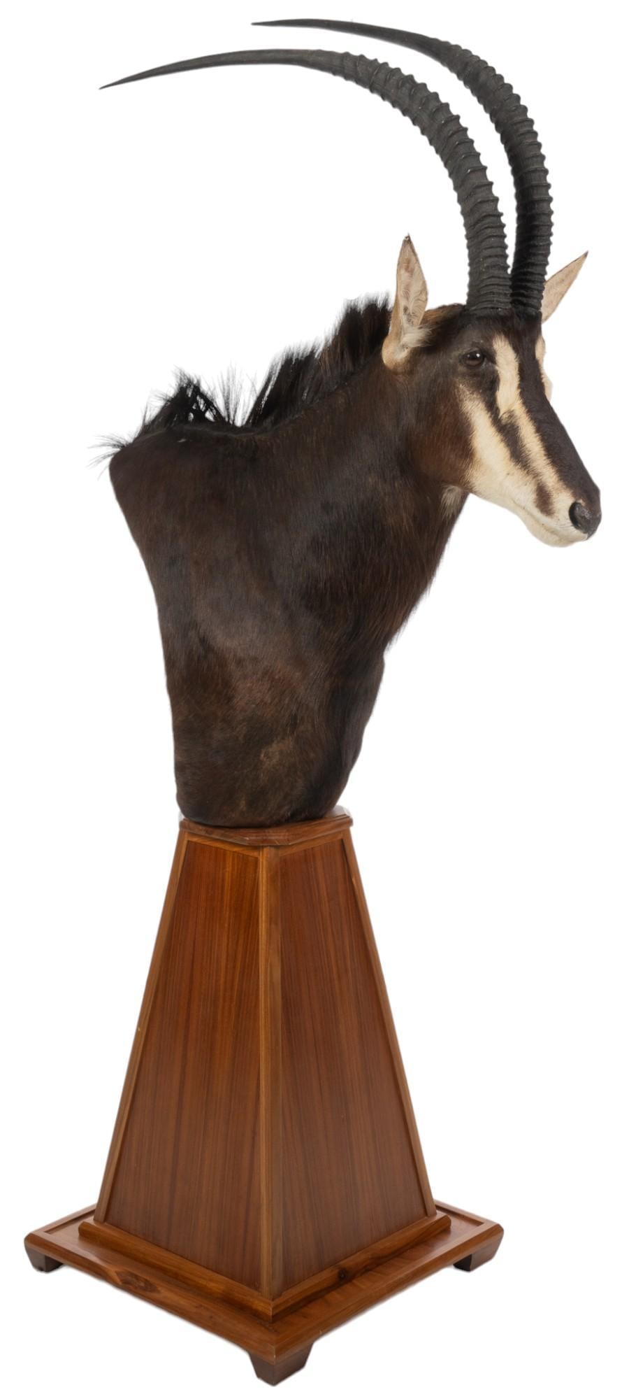 African Sable Antelope Shoulder Display Auction