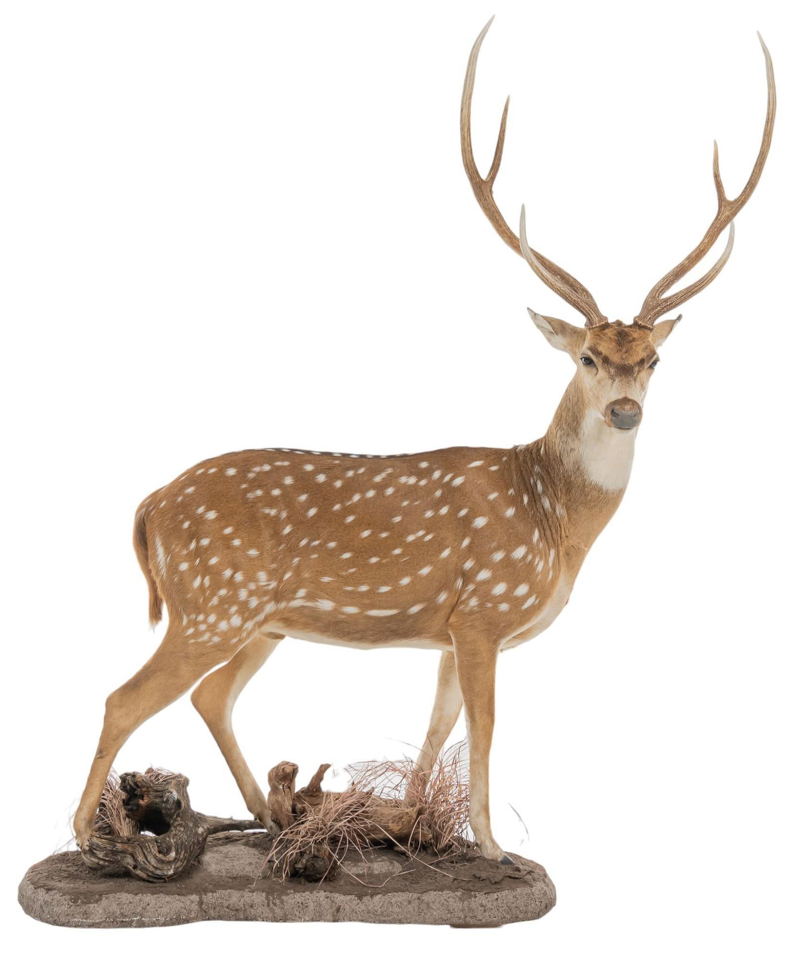 Full Body Axis Deer Mount Auction