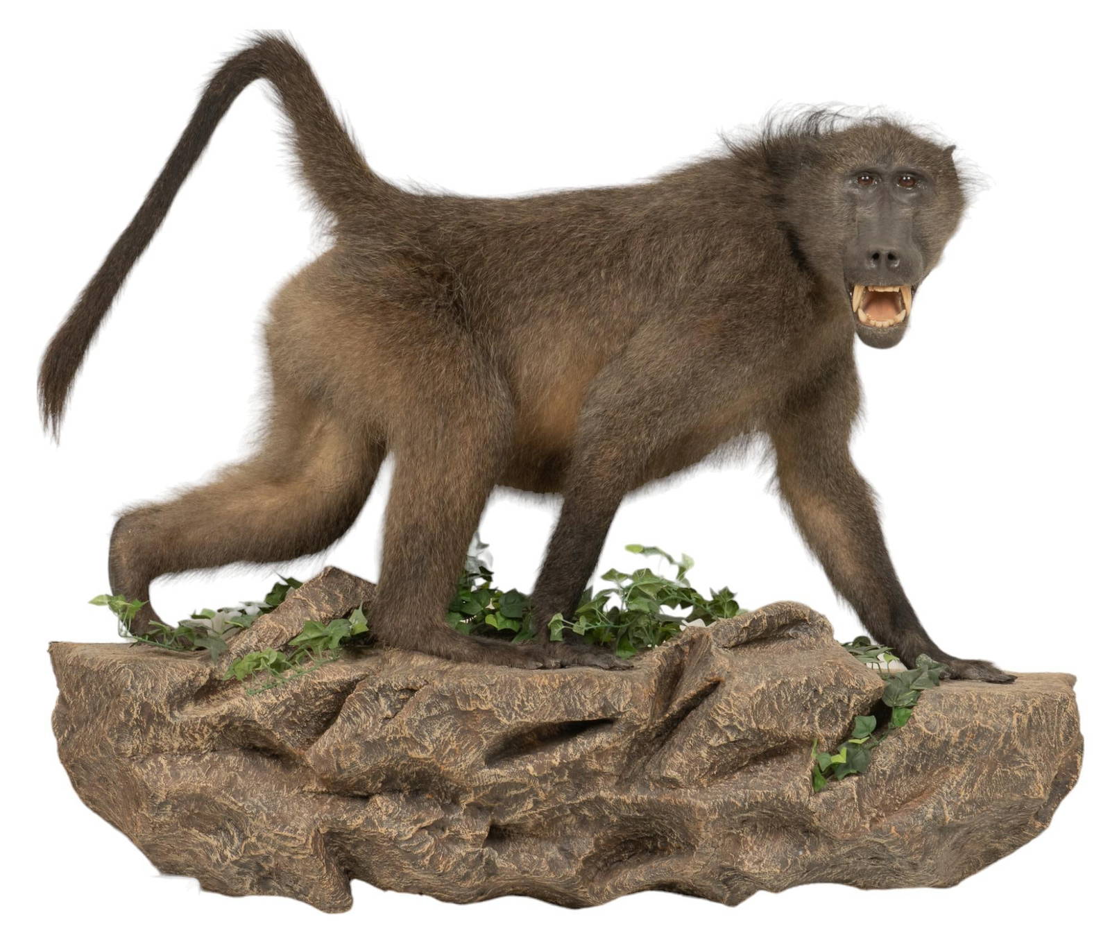 Baboon Full Body Mount Auction
