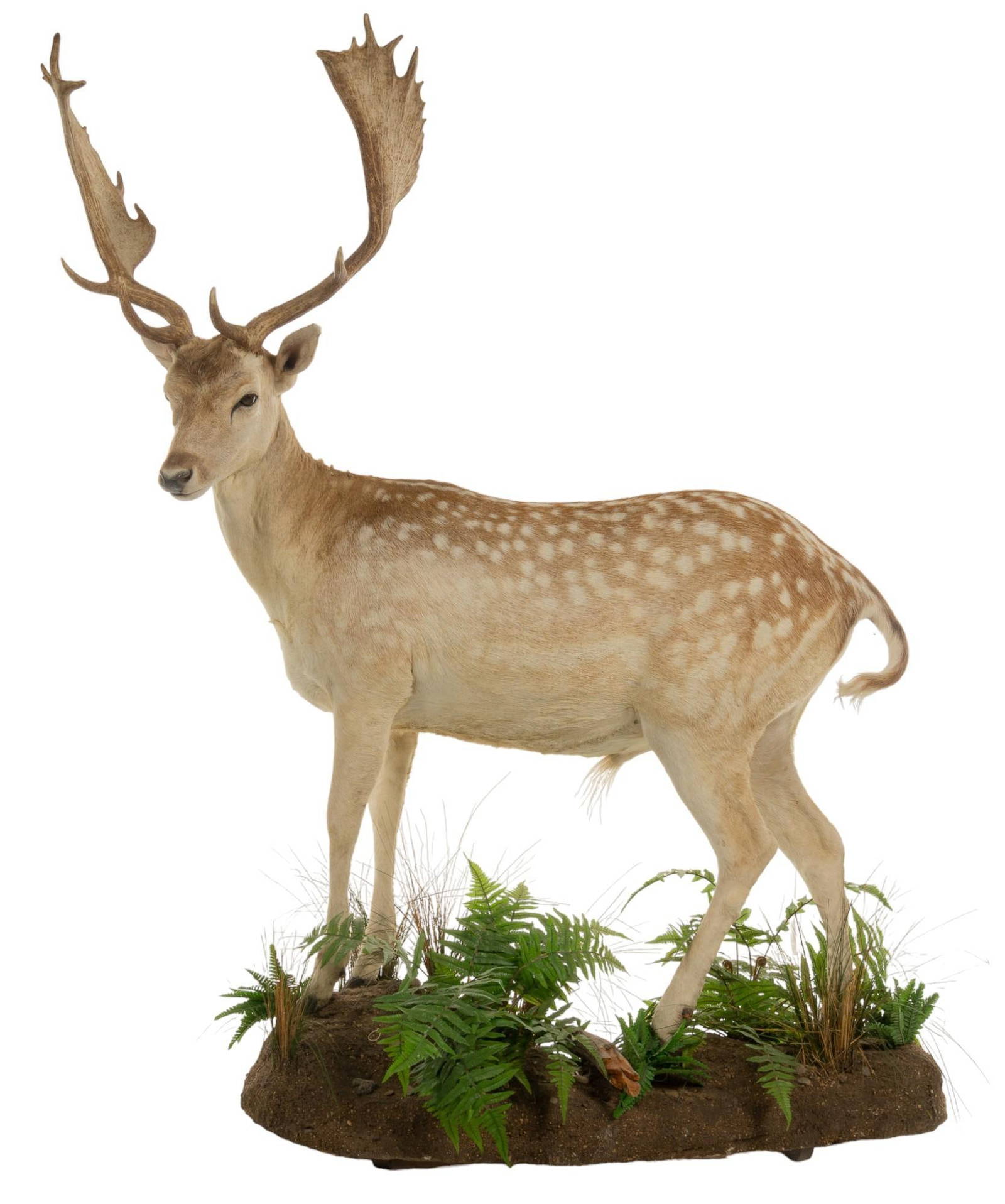 Full Body Fallow Deer Taxidermy Auction