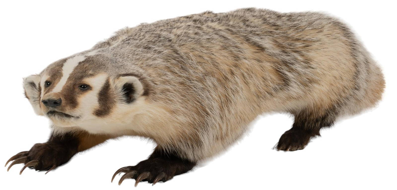 Badger Full Body Mount Auction