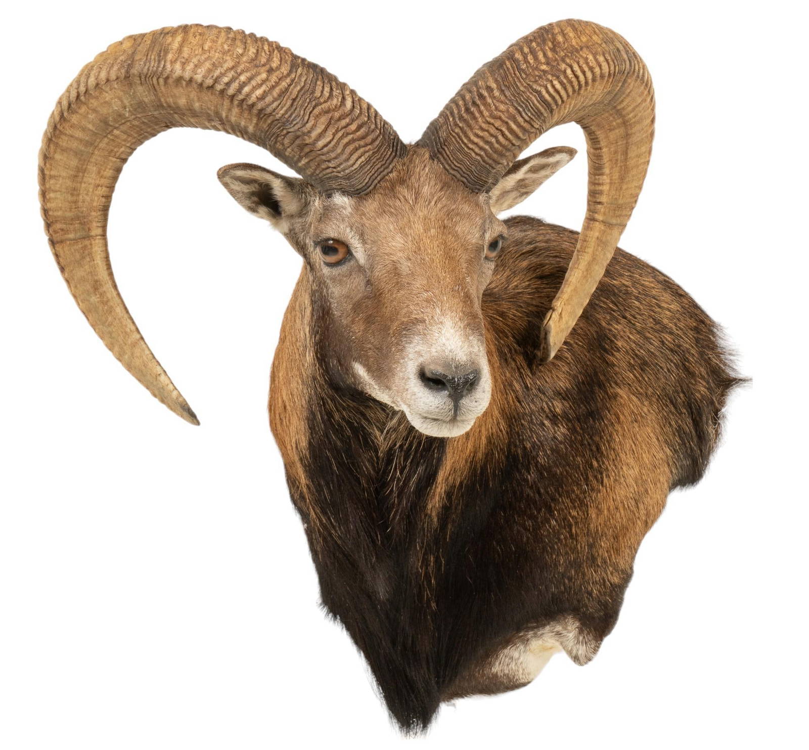 Mouflon Ram Shoulder Mount Taxidermy Auction