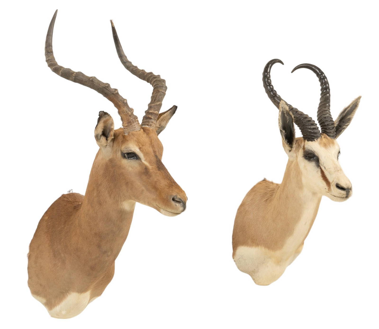 (2) Antelope Shoulder Mounts Auction